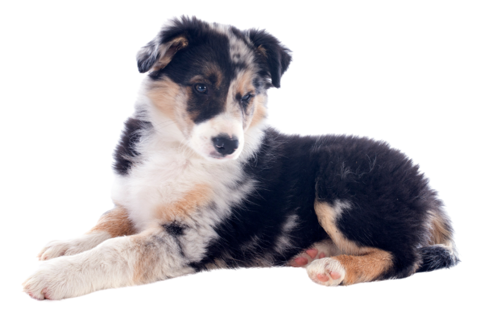 Vet Clinic In Phoenixville, PA | Valley Forge Animal Medical